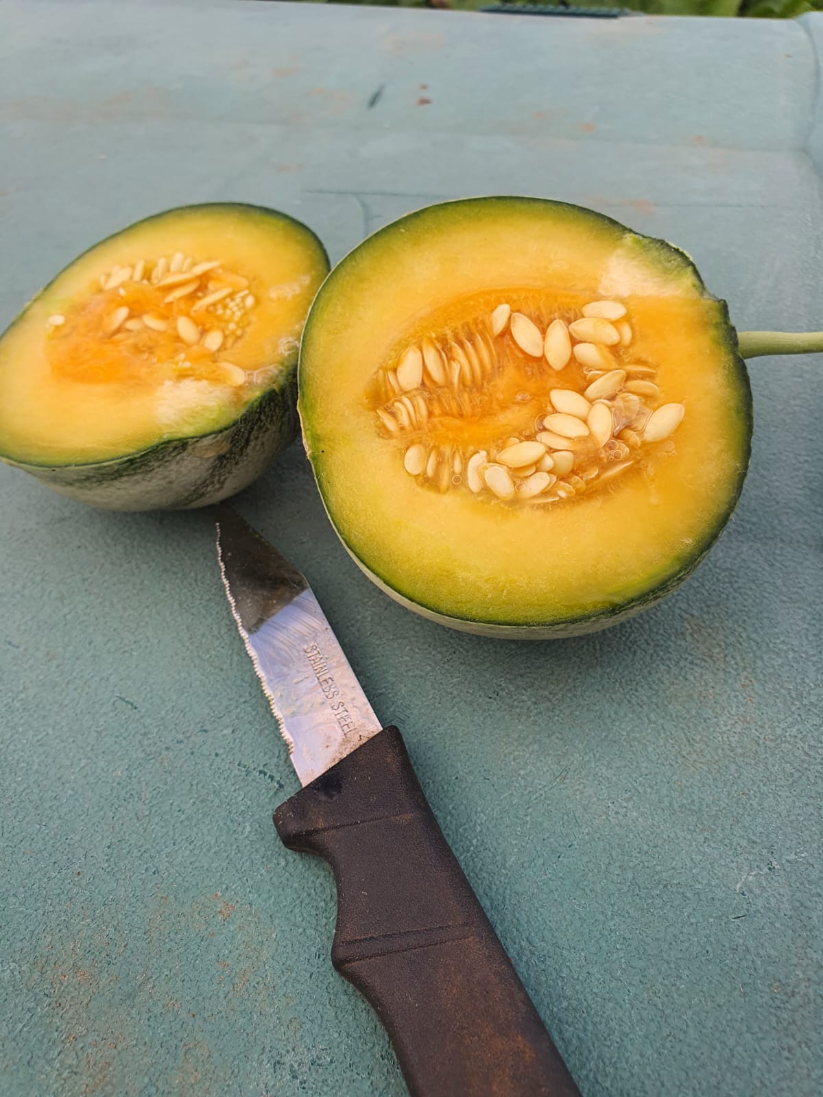musk melon uk